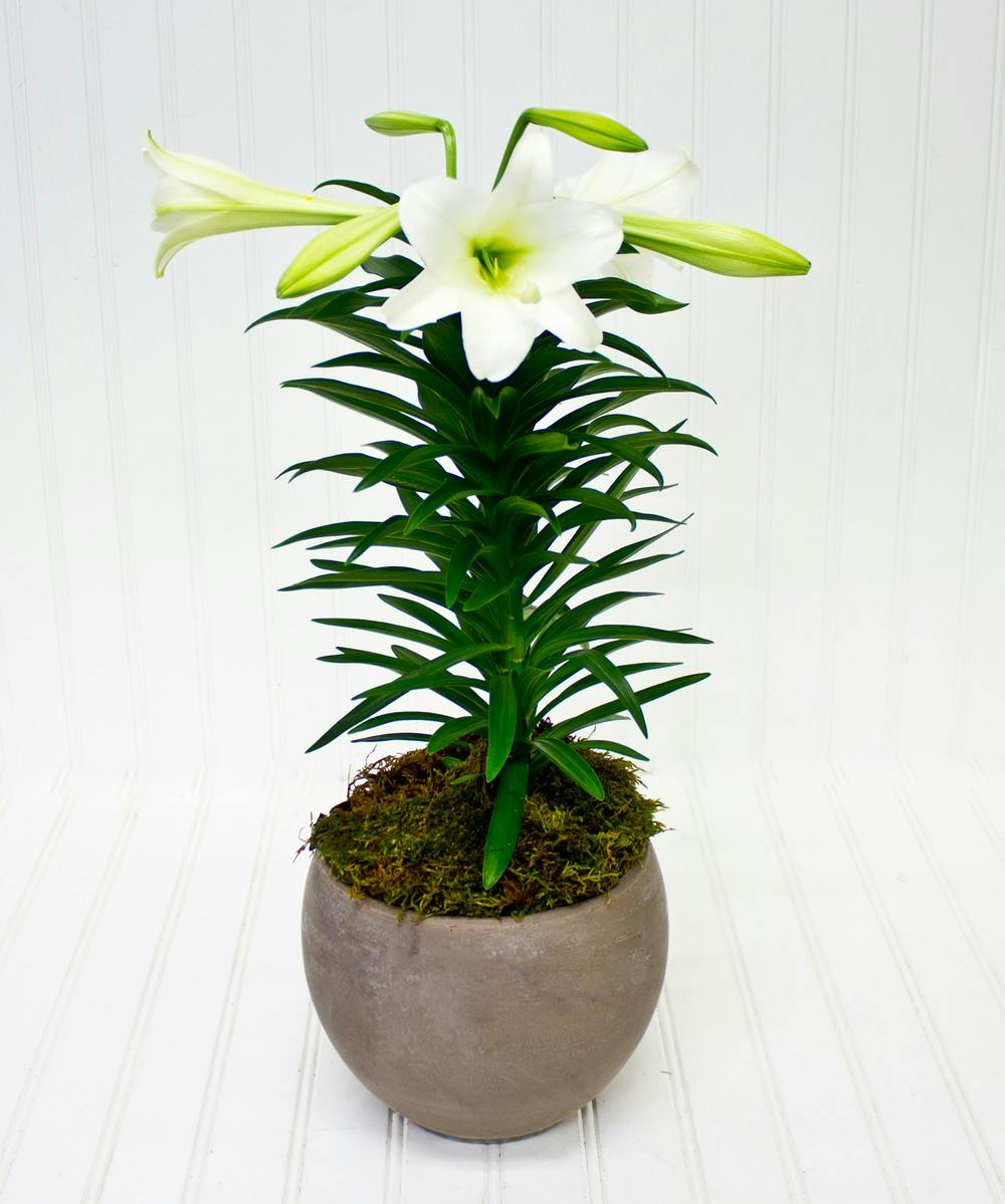 Easter Lilies - White Plains Florist - Yonkers Flower Shop